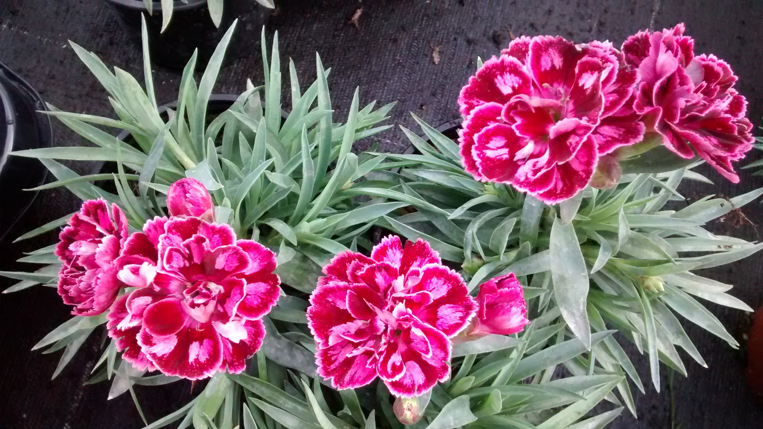 Clavellina-Dianthus Caryophyllus – Para Mi Jardín