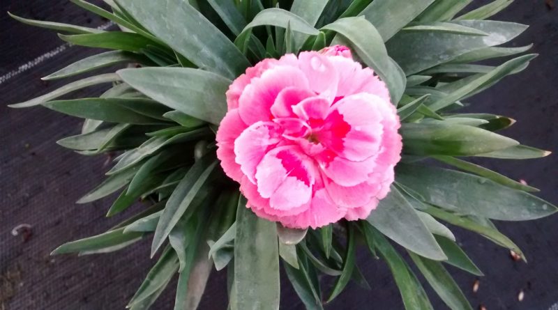 Clavellina-Dianthus Caryophyllus – Para Mi Jardín