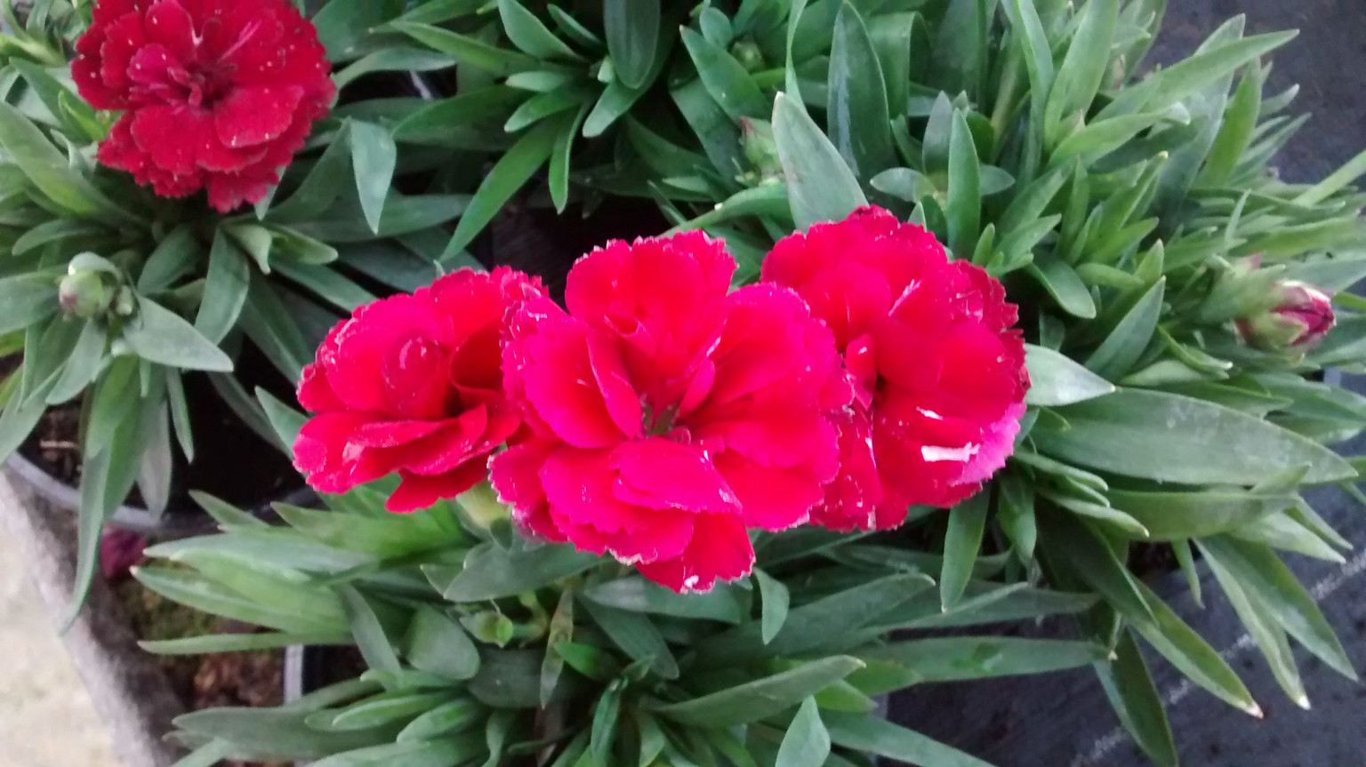 Clavellina-Dianthus Caryophyllus – Para Mi Jardín