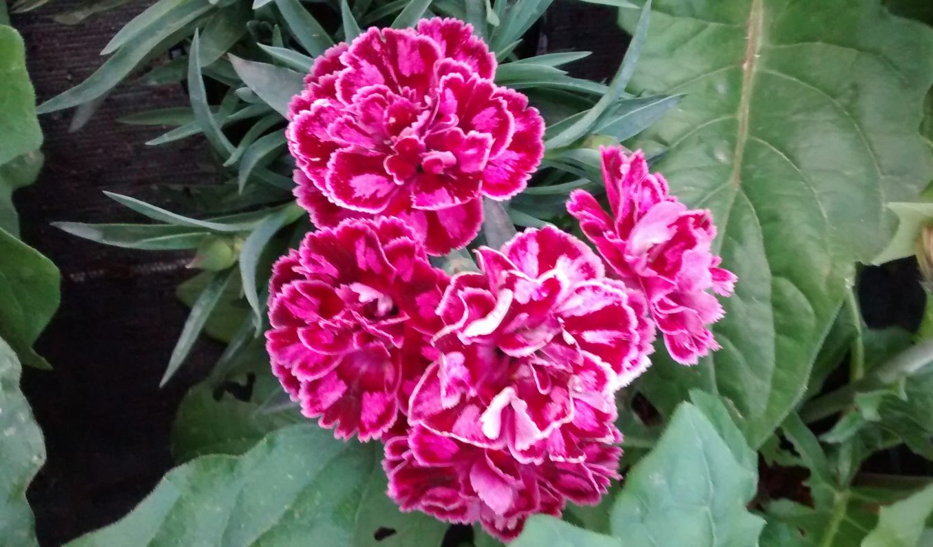 Clavellina-Dianthus Caryophyllus – Para Mi Jardín