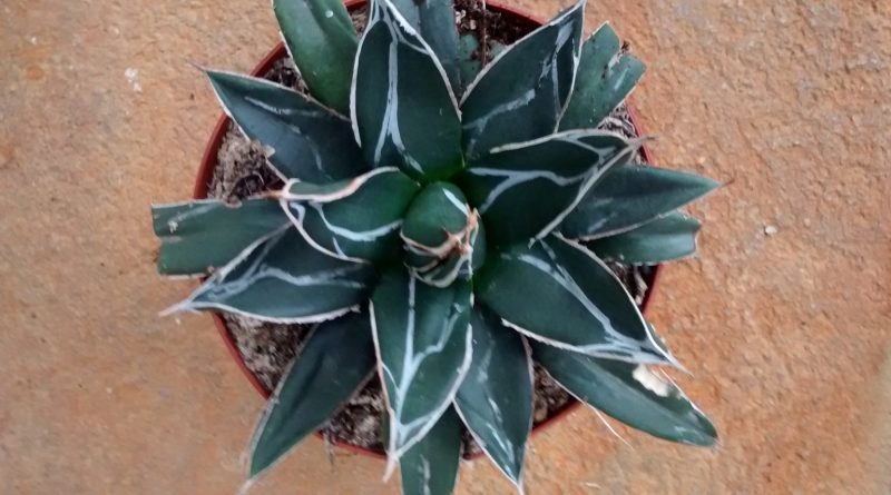 Agave Victoriae Reginae – Para Mi Jardín