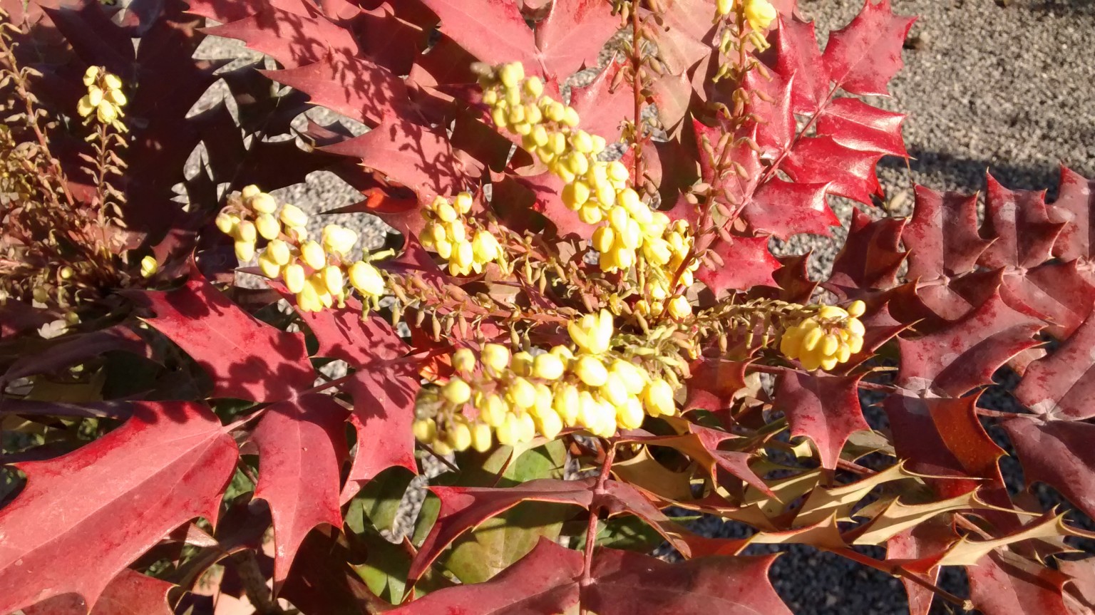 Mahonia – Para Mi Jardín