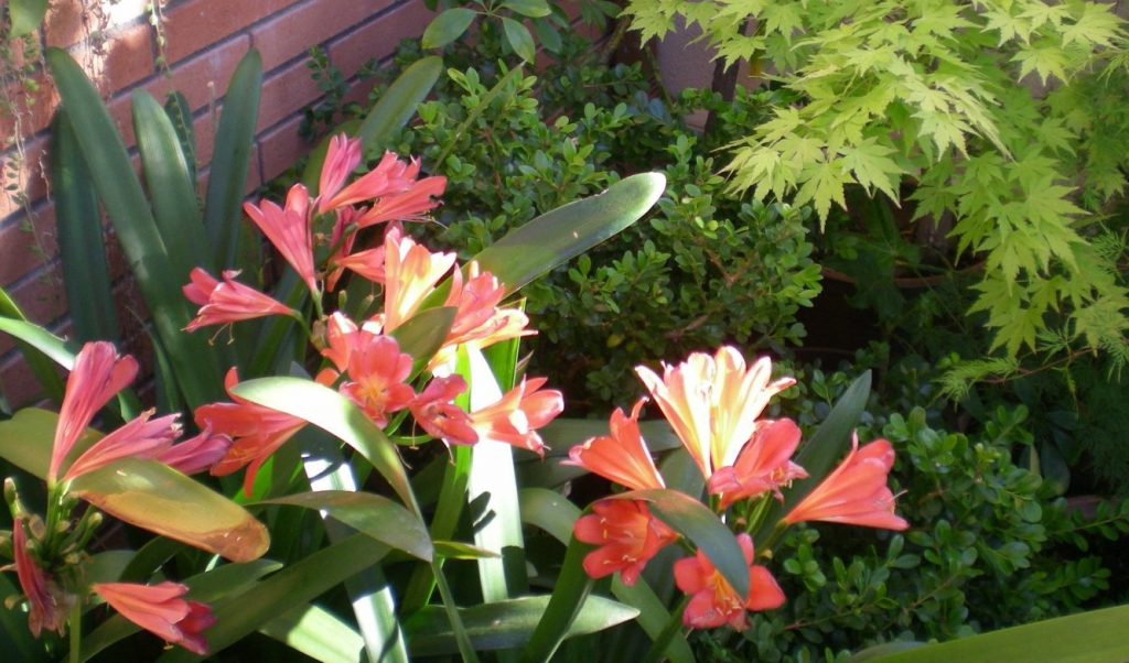 Clivia-Clivia Miniata – Para Mi Jardín