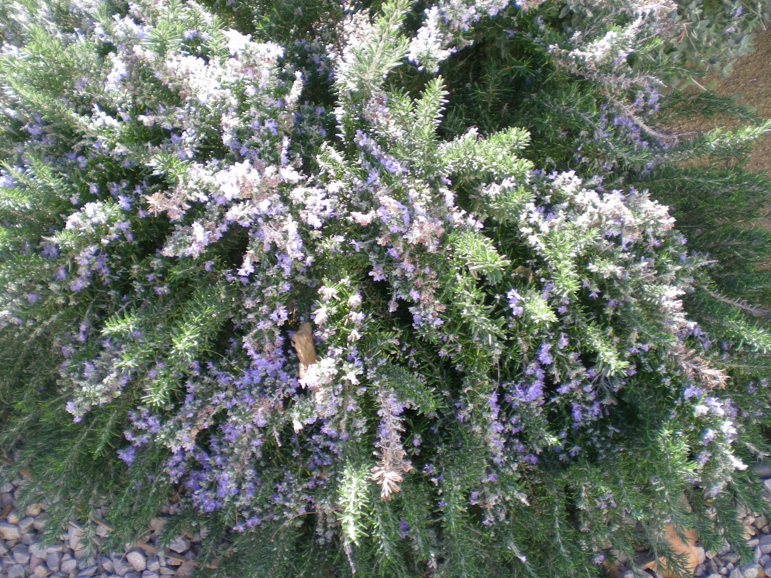 Romero Rastrero-Rosmarinus Officinalis Prostratus – Para Mi Jardín