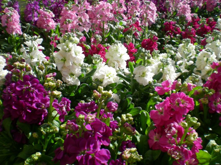 Alelí-Matthiola Incana – Para Mi Jardín
