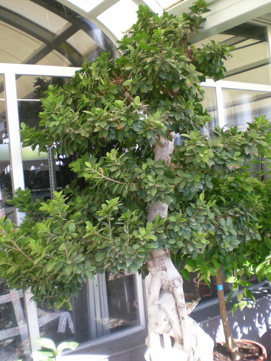Ficus Ginseng – Para Mi Jardín