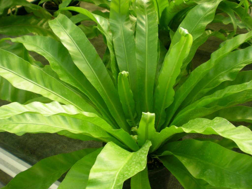 Helecho nido de pajaro-Asplenium Nidus-Asplenium Australasicum – Para ...