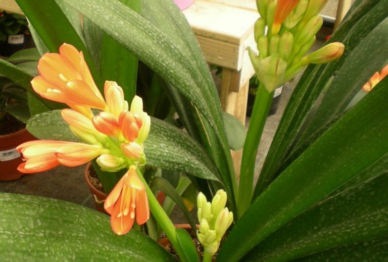Clivia-Clivia Miniata – Para Mi Jardín