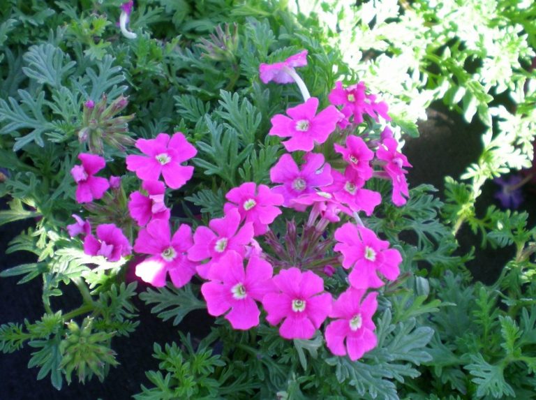 Verbena de Jardín-Verbena Híbrida-Verbena Repens – Para Mi Jardín