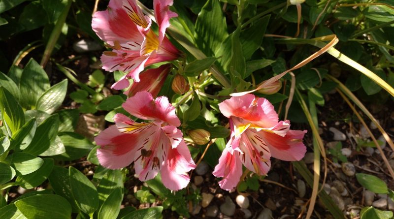 Astromelia-Lirio del Peru-Lirio de los Incas-Alstroemeria – Para Mi Jardín