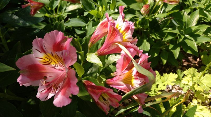 Astromelia-Lirio del Peru-Lirio de los Incas-Alstroemeria – Para Mi Jardín