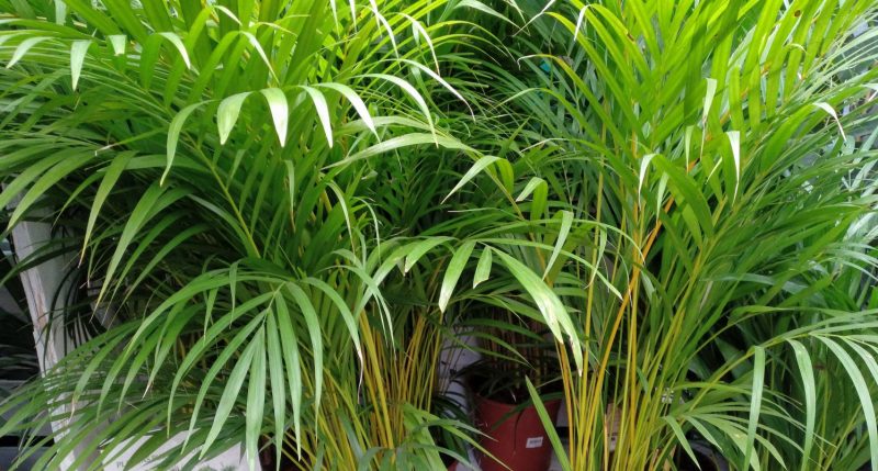Palmera Bambu-Areca-Dypsis Lutescens-Chrysalidocarpus Lutescens – Para ...