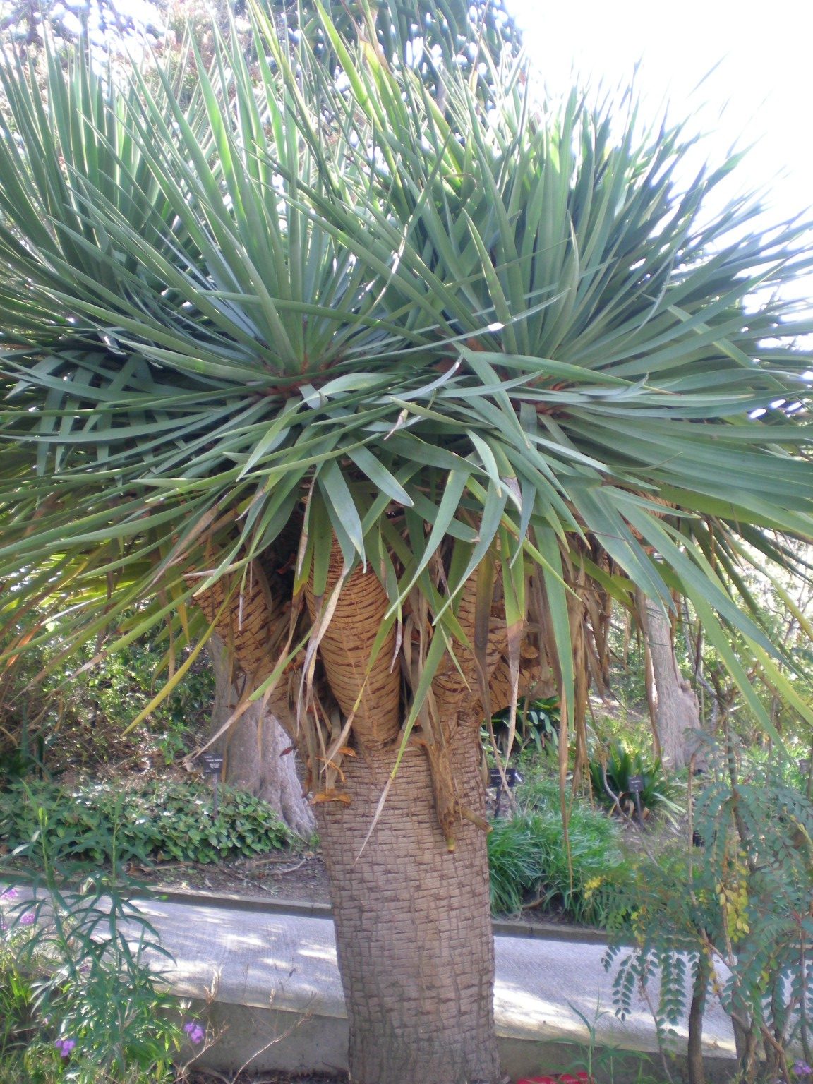 Drago de Canarias-Dracaena Draco – Para Mi Jardín