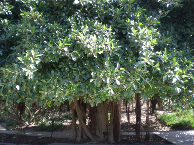 Higuera de Port Jackson-Ficus Rubiginosa – Para Mi Jardín