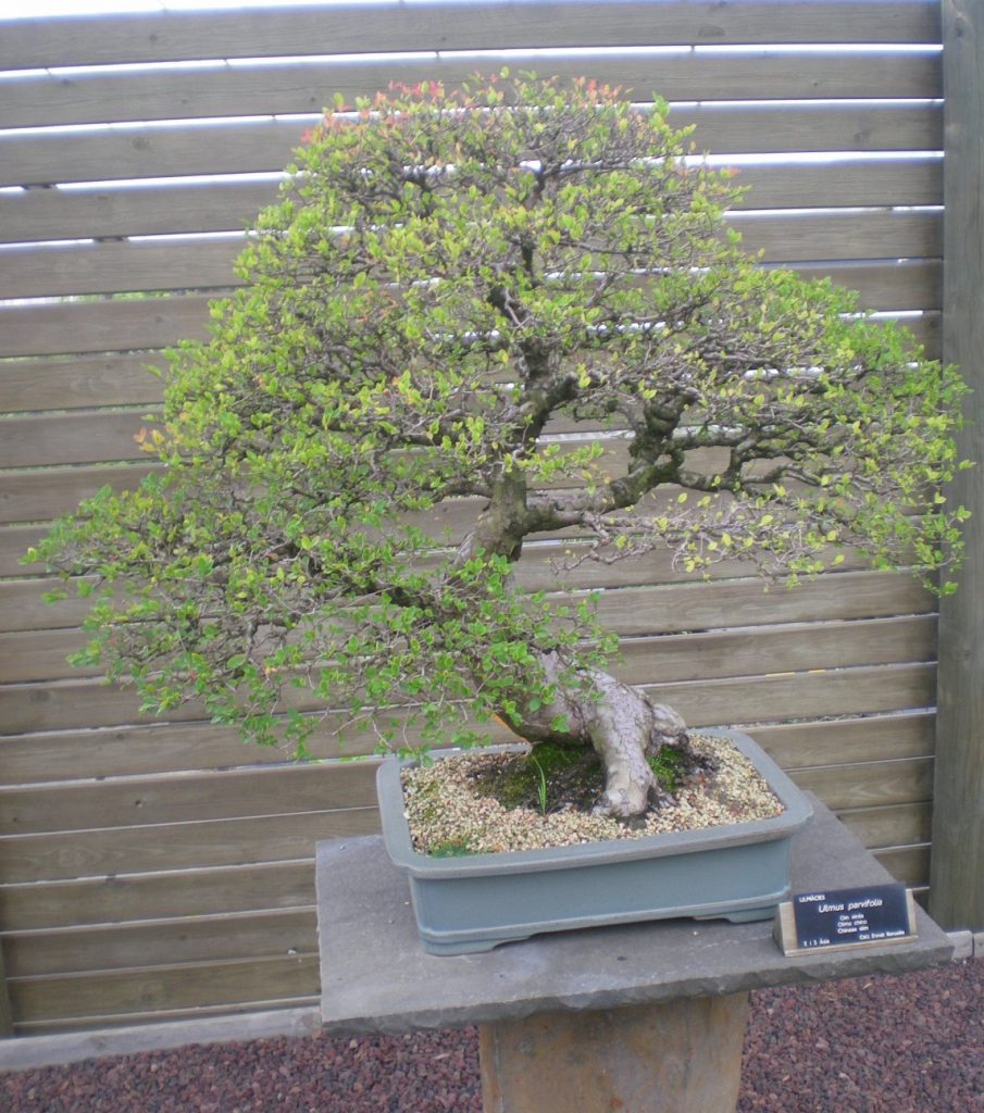 Olmo Chino-Ulmus Parvifolia-Zelkova Parvifolia Bonsái – Para Mi Jardín