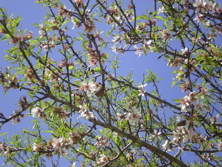Almendro-Prunus Dulcis-Prunus Amigdalus – Para Mi Jardín