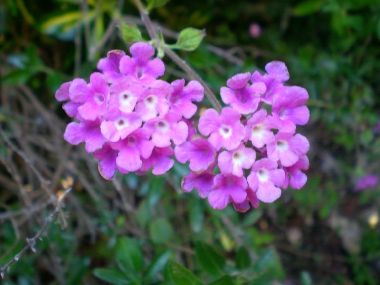 Lantana Rastrera-Lantana Montevidensis – Para Mi Jardín