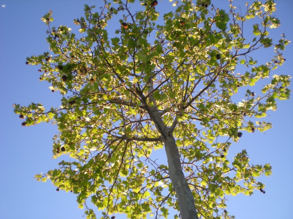 Platano-Platanus x Hispánica – Para Mi Jardín