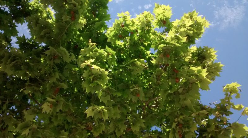 Platano-Platanus x Hispánica – Para Mi Jardín