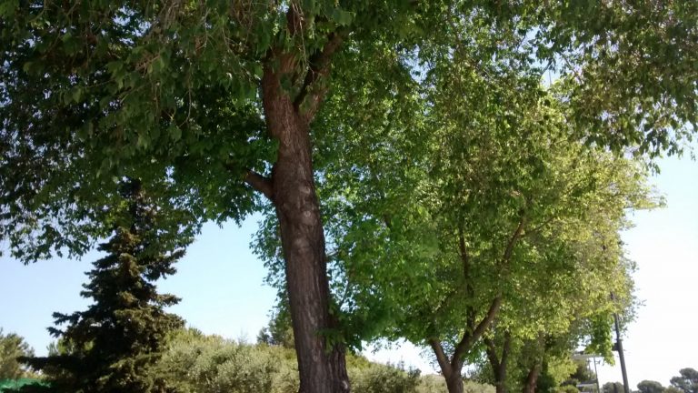 Olmo-Ulmus Minor – Para Mi Jardín