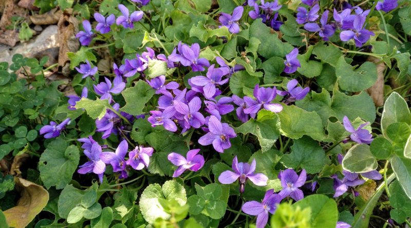 Violeta-Viola Odorata – Para Mi Jardín