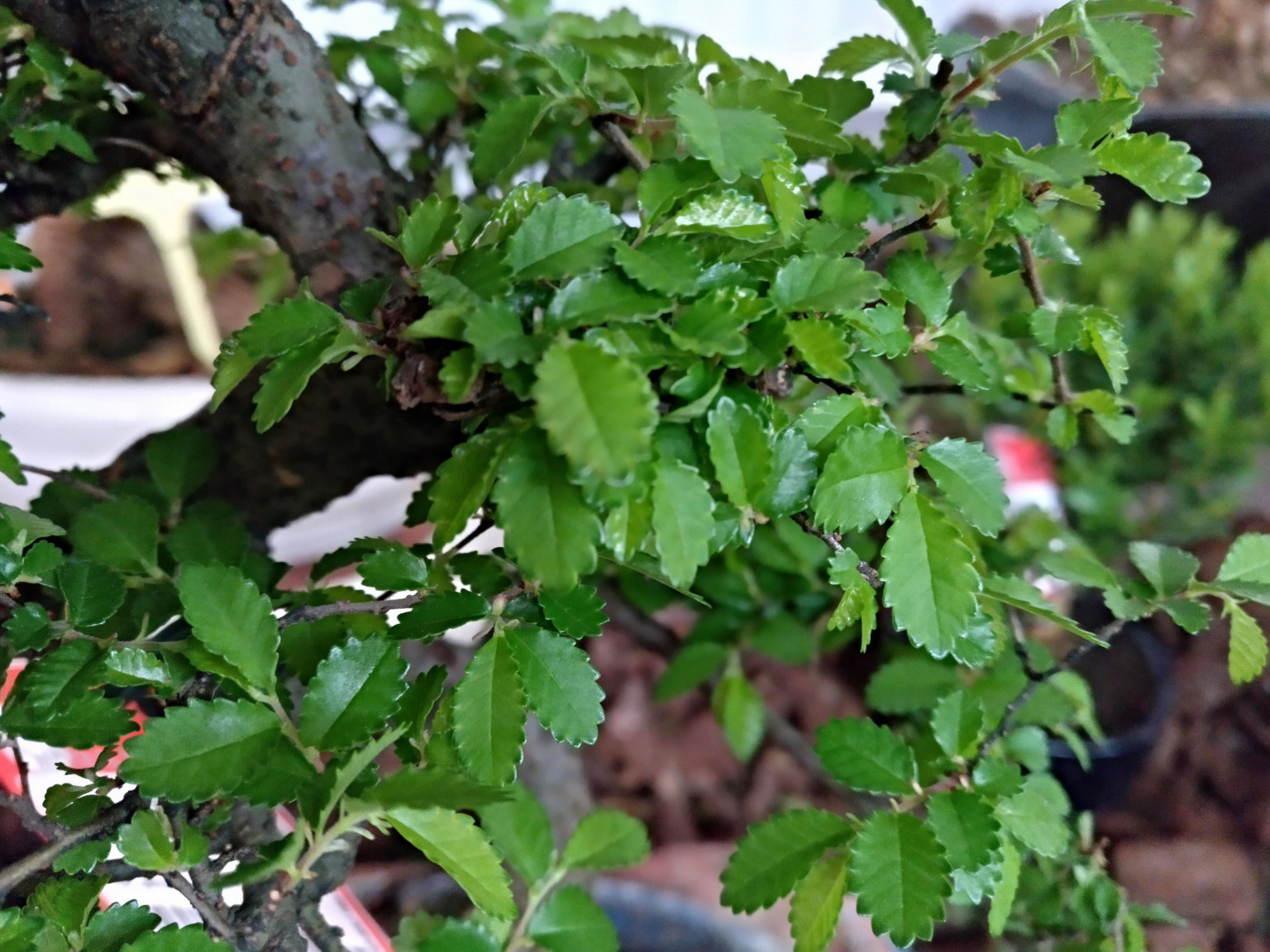 Olmo Chino-Ulmus Parvifolia-Zelkova Parvifolia Bonsái – Para Mi Jardín
