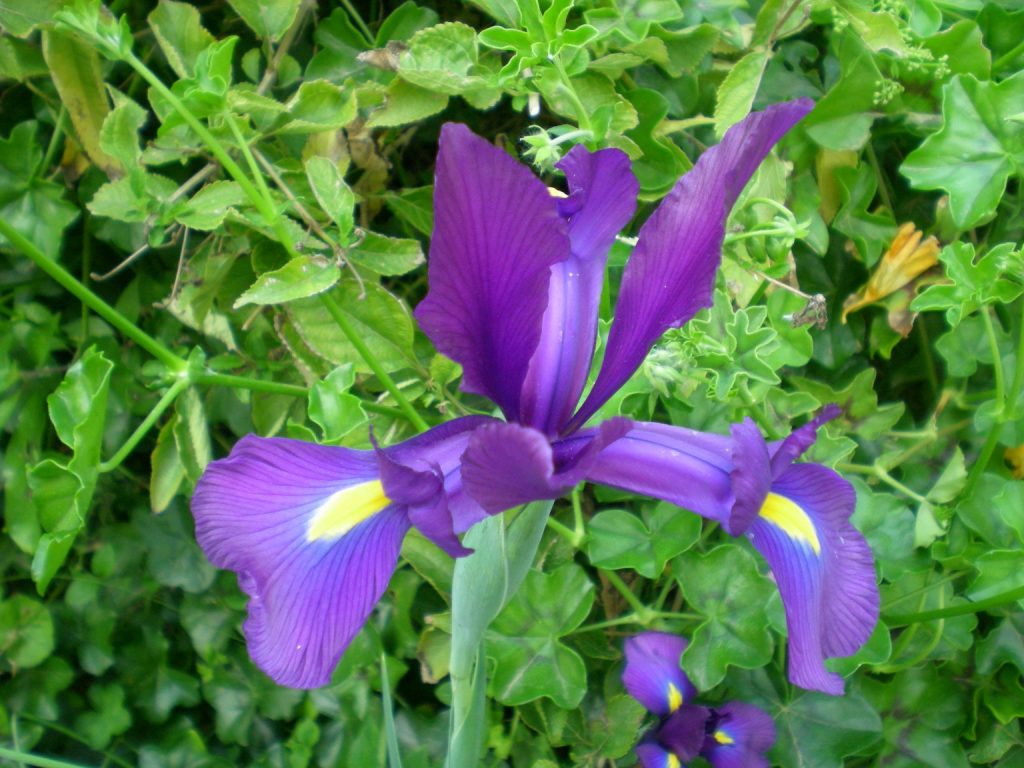 Iris de holanda-Iris Hollandica – Para Mi Jardín