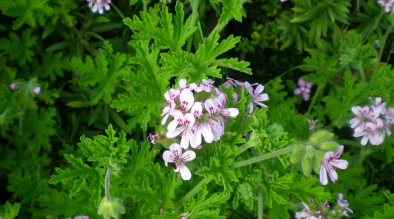 Geranio Oloroso-Geranio de Olor-Pelargonium Graveolens – Para Mi Jardín