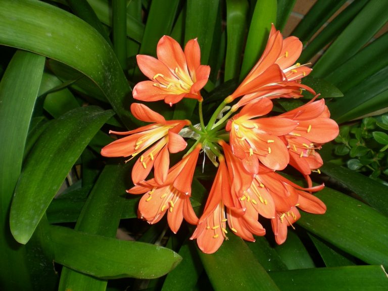 Clivia-Clivia Miniata – Para Mi Jardín