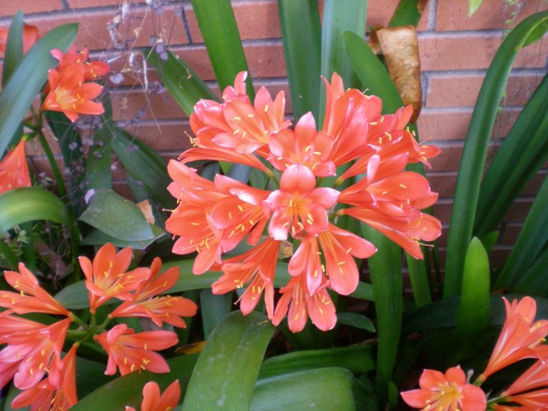 Clivia-Clivia Miniata – Para Mi Jardín