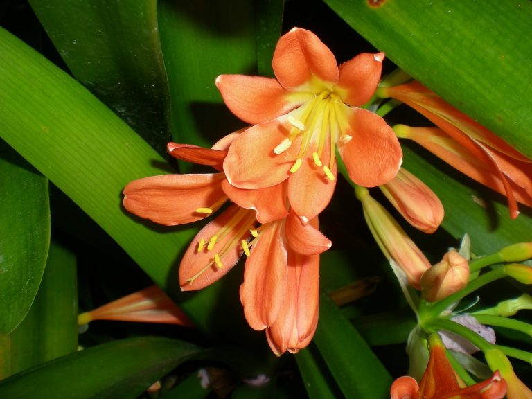 Clivia-Clivia Miniata – Para Mi Jardín