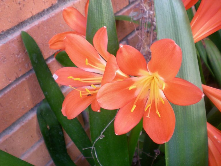Clivia-Clivia Miniata – Para Mi Jardín