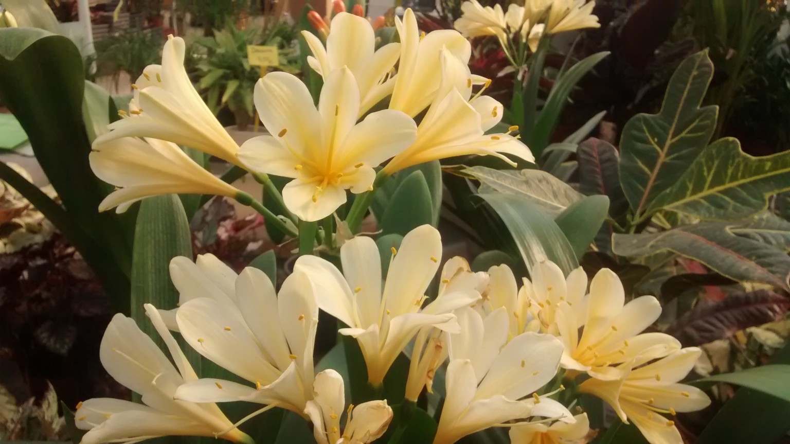 Clivia-Clivia Miniata – Para Mi Jardín