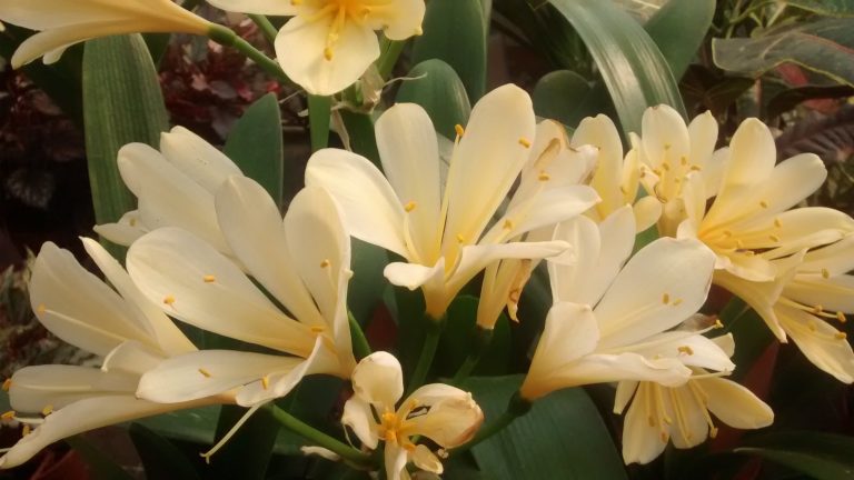 Clivia-Clivia Miniata – Para Mi Jardín