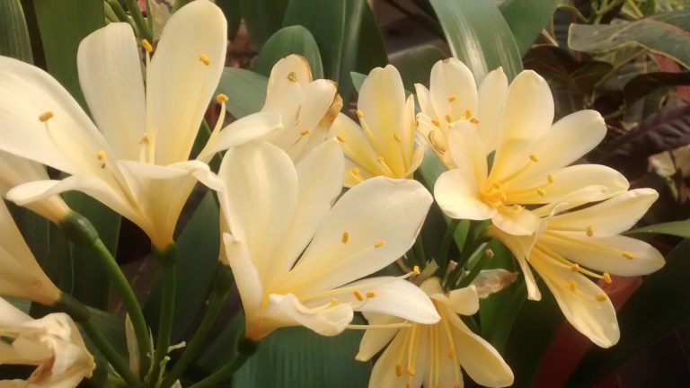 Clivia-Clivia Miniata – Para Mi Jardín