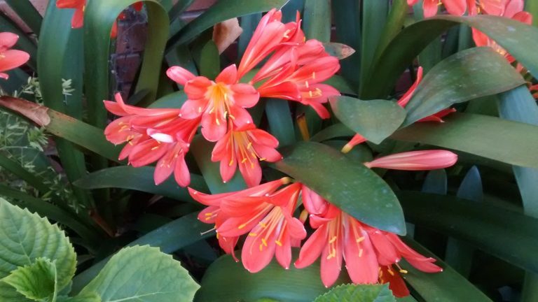 Clivia-Clivia Miniata – Para Mi Jardín