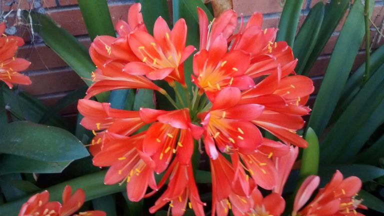 Clivia-Clivia Miniata – Para Mi Jardín