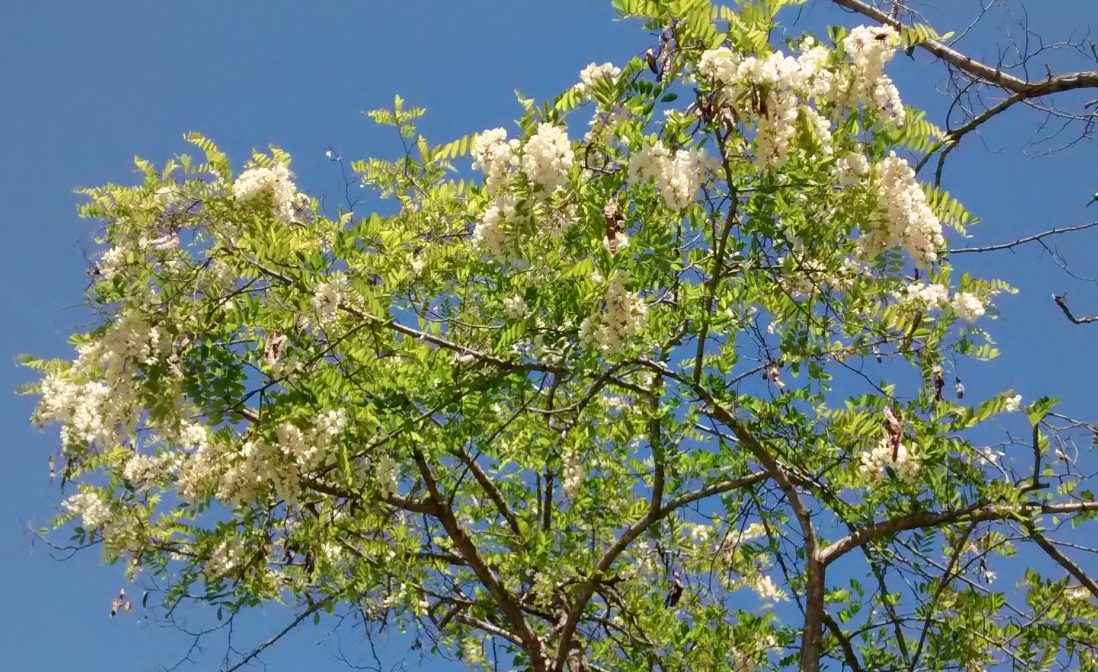 Falsa Acacia-Robinia Pseudoacacia Blanca – Para Mi Jardín