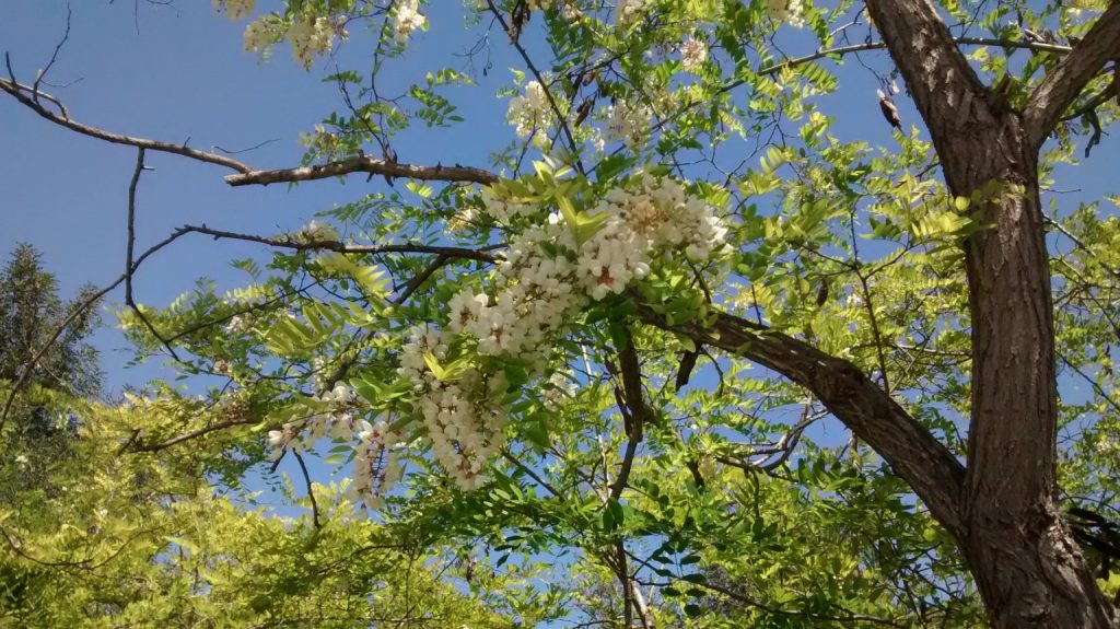 Falsa Acacia-Robinia Pseudoacacia Blanca – Para Mi Jardín