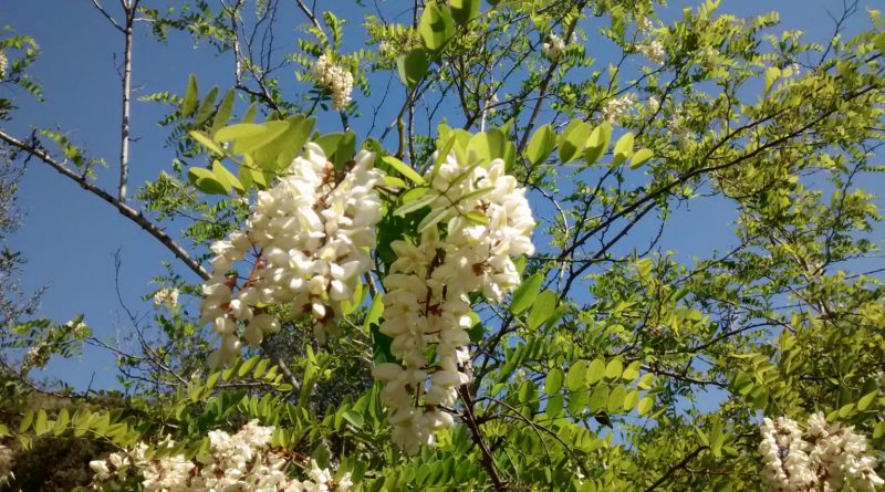 Falsa Acacia-Robinia Pseudoacacia Blanca – Para Mi Jardín