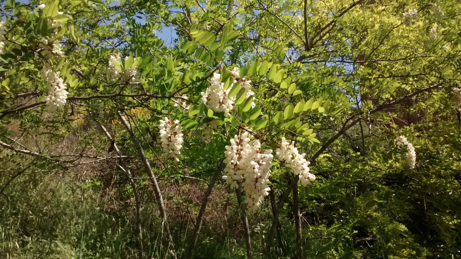 Falsa Acacia-Robinia Pseudoacacia Blanca – Para Mi Jardín