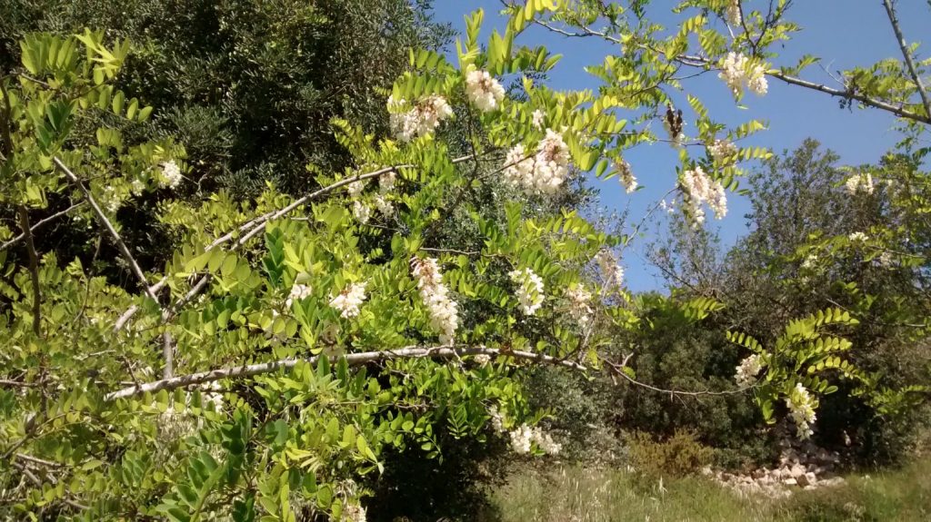 Falsa Acacia-Robinia Pseudoacacia Blanca – Para Mi Jardín