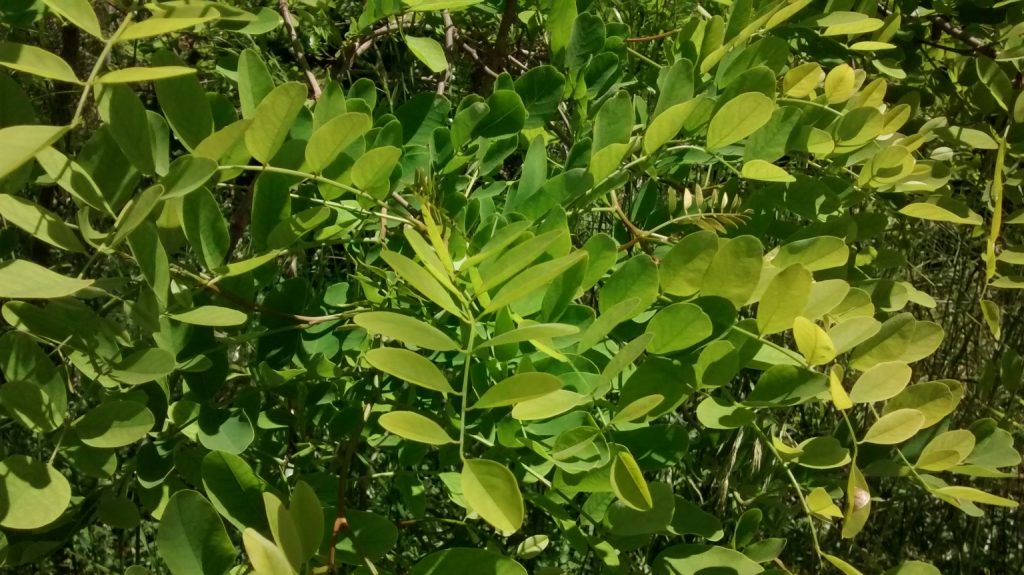 Falsa Acacia-Robinia Pseudoacacia Blanca – Para Mi Jardín