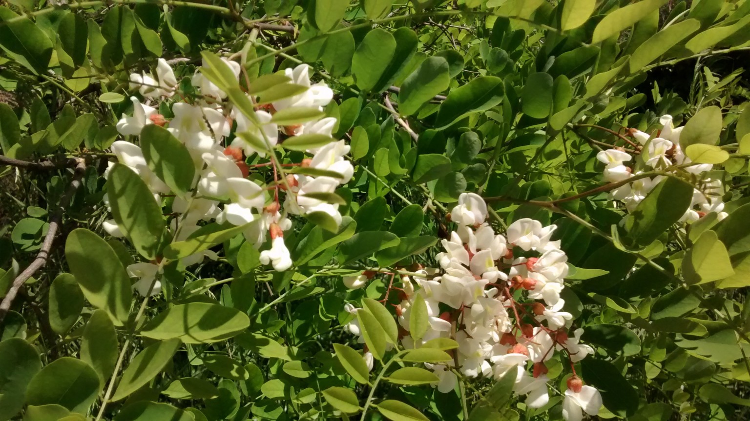 Falsa Acacia-Robinia Pseudoacacia Blanca – Para Mi Jardín