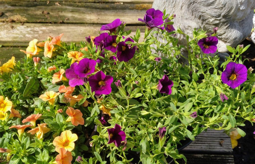 Calibrachoa – Para Mi Jardín