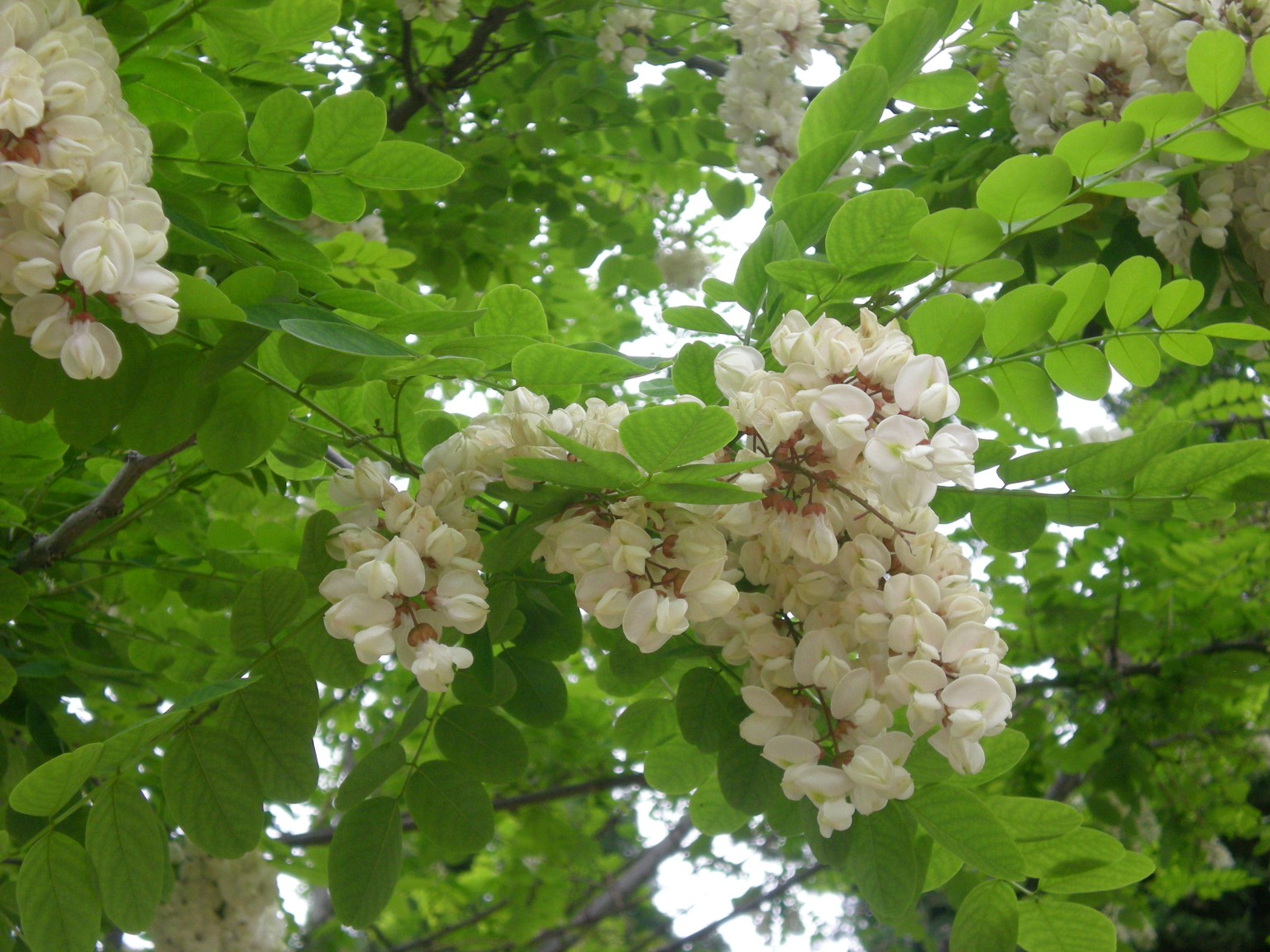 Falsa Acacia-Robinia Pseudoacacia Blanca – Para Mi Jardín
