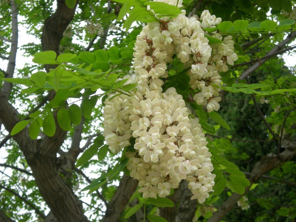 Falsa Acacia-Robinia Pseudoacacia Blanca – Para Mi Jardín