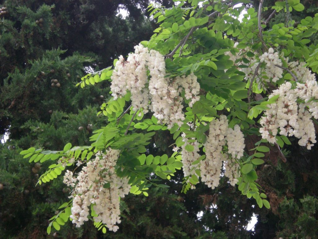 Falsa Acacia-Robinia Pseudoacacia Blanca – Para Mi Jardín