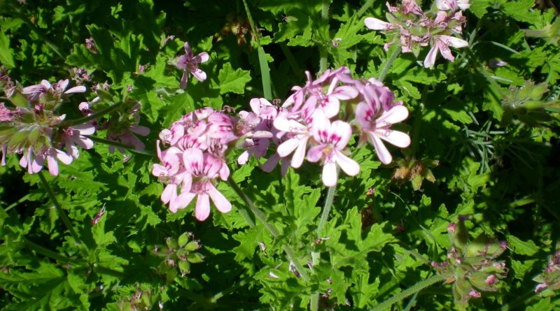 Geranio Oloroso-Geranio de Olor-Pelargonium Graveolens – Para Mi Jardín