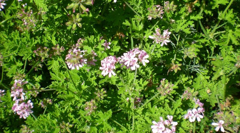 Geranio Oloroso-Geranio de Olor-Pelargonium Graveolens – Para Mi Jardín